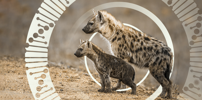 Among Spotted Hyenas, Social Ties are Inherited | Bar Ilan University