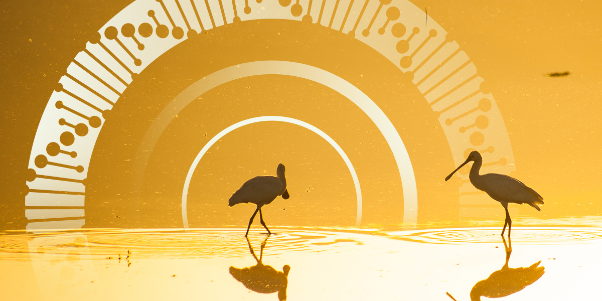 Draining Israel’s Hula Valley | Bar Ilan University