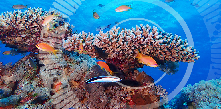 Urbanization and Marine Environments | Bar Ilan University