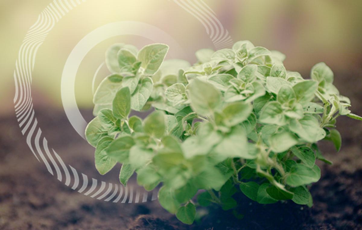 From Science to Solution: AgTech and FoodTech at Bar-Ilan | Bar-Ilan ...